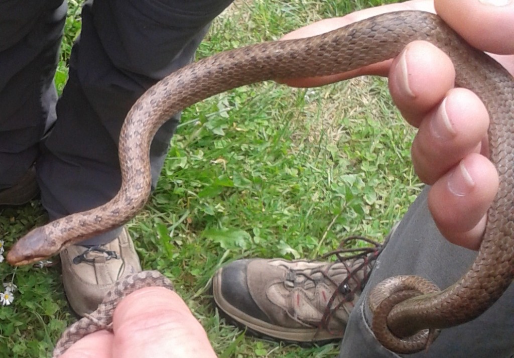 Les serpents de France - L'Esprit Sorcier